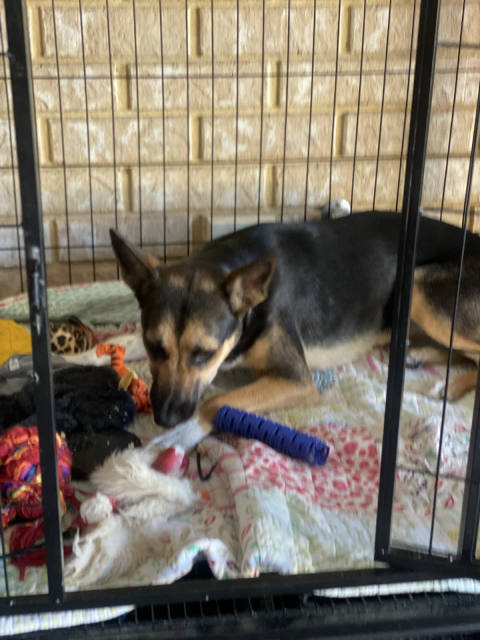 Kelpi cross Shepard | Dogs & Puppies | Gumtree Australia Cockburn Area ...