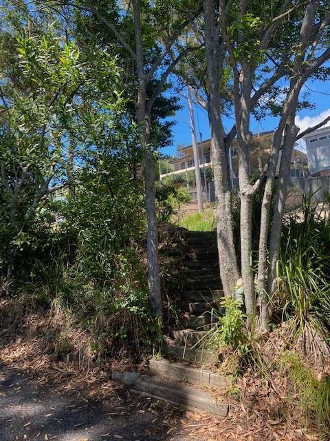 Native Plants - Cheese Tree - Glochidion ferdinandi | Plants | Gumtree ...