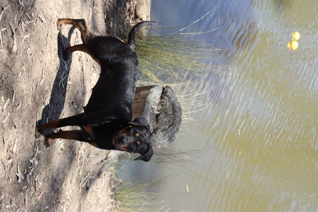 Rottweiler x Rhodesian Ridgeback Female | Dogs & Puppies | Gumtree ...