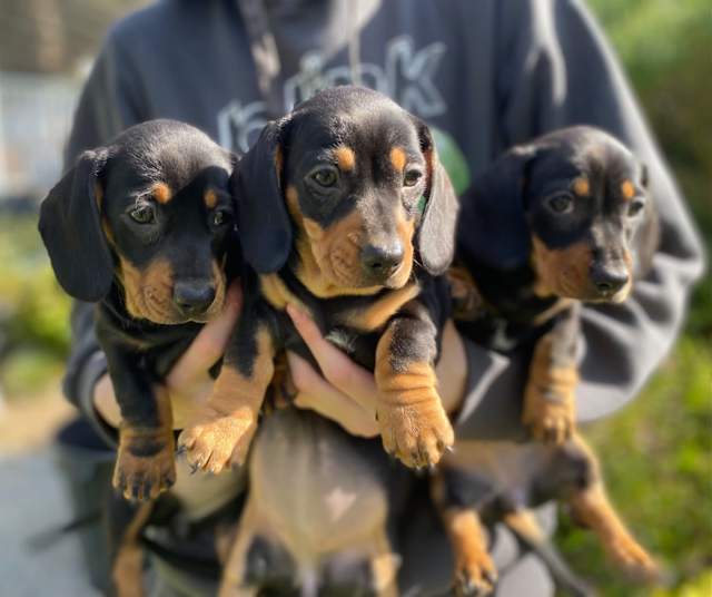 Mini Dashy GIRL Puppies | Dogs & Puppies | Gumtree Australia Brisbane ...