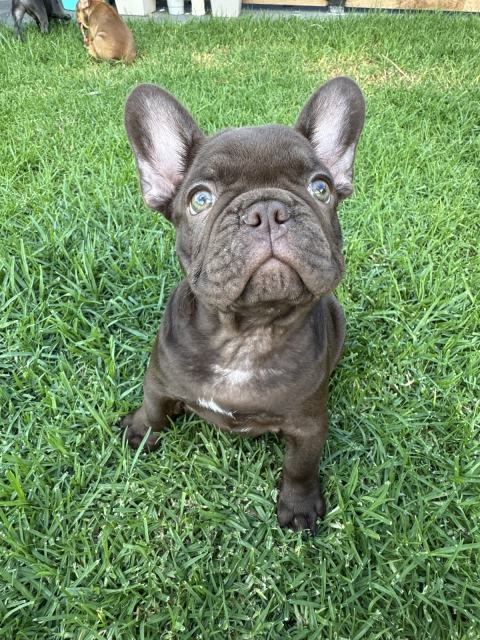 Rojo French bulldog puppies, ready now! REDUCED | Dogs & Puppies ...