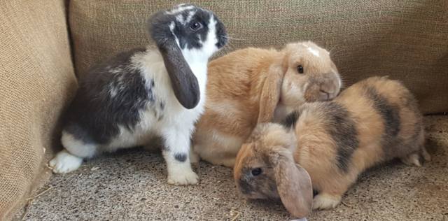 lop ear rabbits 3months coloured | Rabbits | Gumtree Australia Hornsby ...