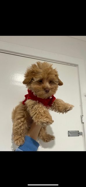 Shmoodle puppies Ready now | Dogs & Puppies | Gumtree Australia Hume ...