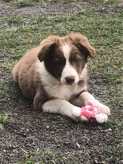 Pure Border Collie - Ready Now! | Dogs & Puppies | Gumtree Australia ...