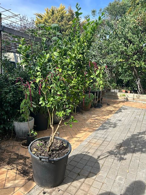 Lime tree 1.75m tall - Plants in Florey ACT | Gumtree Australia
