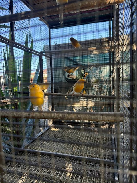 Canaries, Budgies & Cockatiels for sale | Birds | Gumtree Australia ...