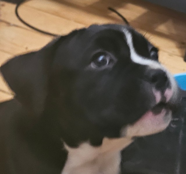 Amstaff X Cane Corso | Dogs & Puppies | Gumtree Australia South ...