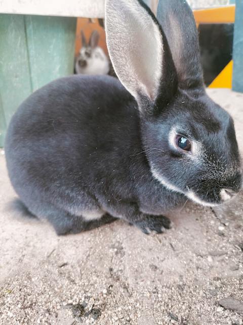 Mini rex Rabbits | Rabbits | Gumtree Australia Queanbeyan Area ...