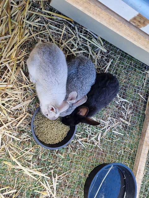 5 x male rabbits. Large breed. 3 months | Rabbits | Gumtree Australia ...