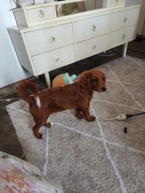 English Cocker spaniel x mini poodle puppy | Dogs & Puppies | Gumtree ...