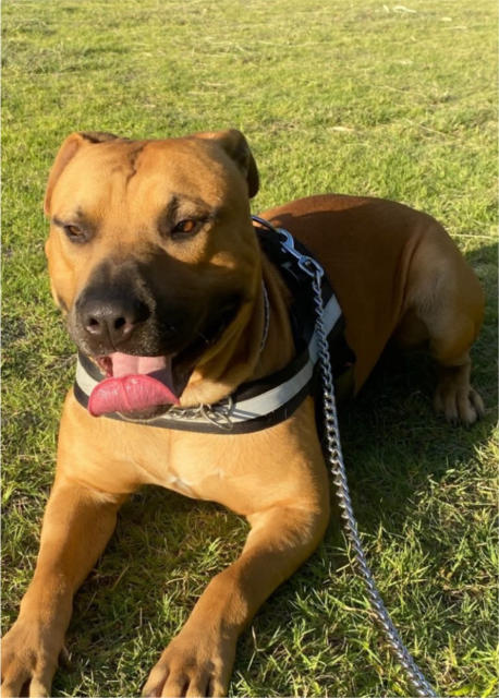 KYRO - American Staffy (2 Years Old) | Dogs & Puppies | Gumtree ...