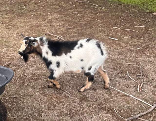 Nigerian dwarf buck | Livestock | Gumtree Australia Cowra Area - Cowra ...