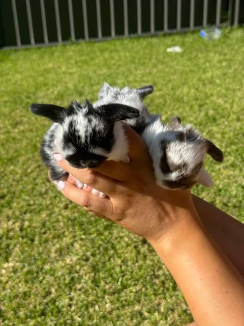 Adorable Purebred Mini lop Rabbits | Rabbits | Gumtree Australia ...