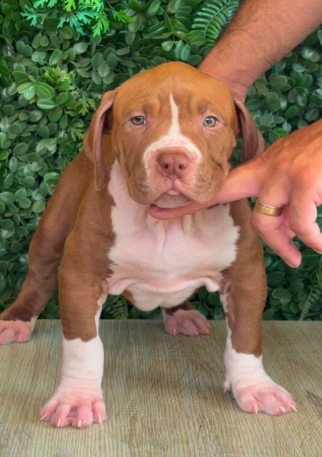 American Bully XL 9 weeks old Puppies BRISBANE | Dogs & Puppies ...