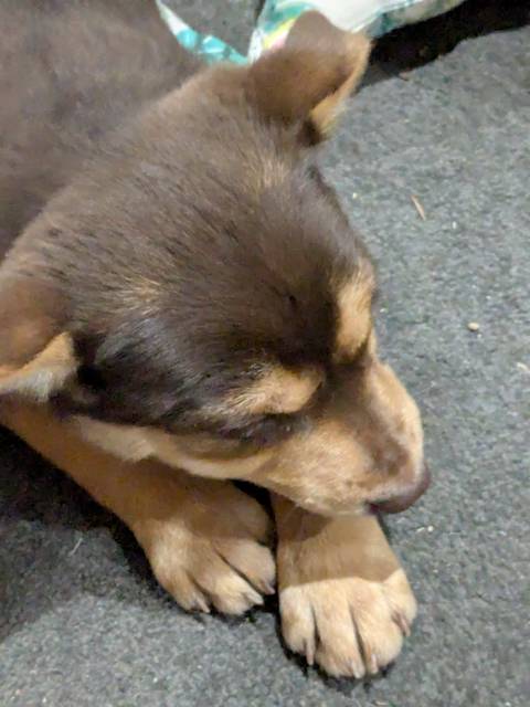 Kelpie Puppy | Dogs & Puppies | Gumtree Australia Outer Shepparton ...