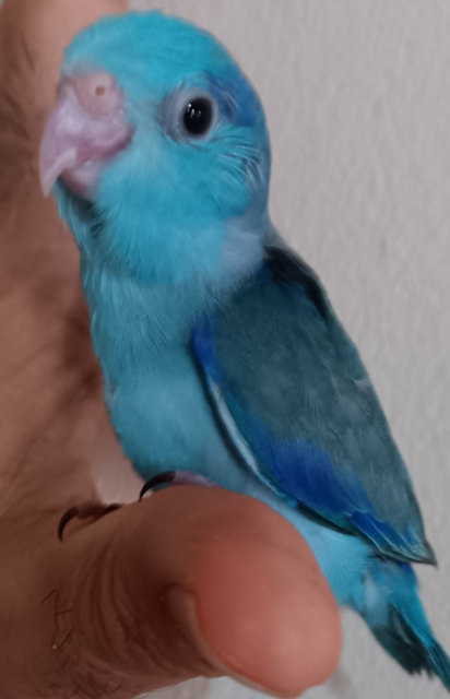 baby parrotlet hand raised tame 8 weeks old. | Birds | Gumtree ...