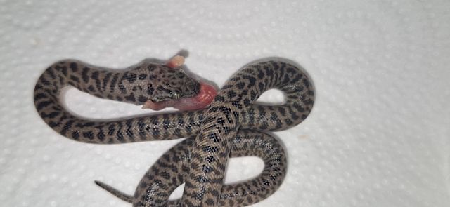 66% Het for Albino Spotted Python | Reptiles & Amphibians | Gumtree ...