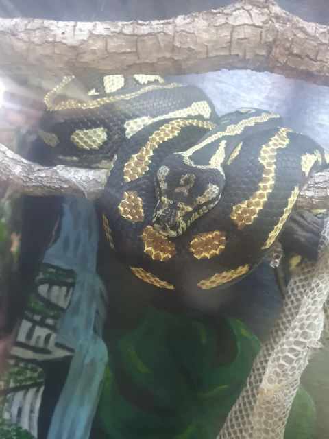 jungle carpet python | Reptiles & Amphibians | Gumtree Australia ...