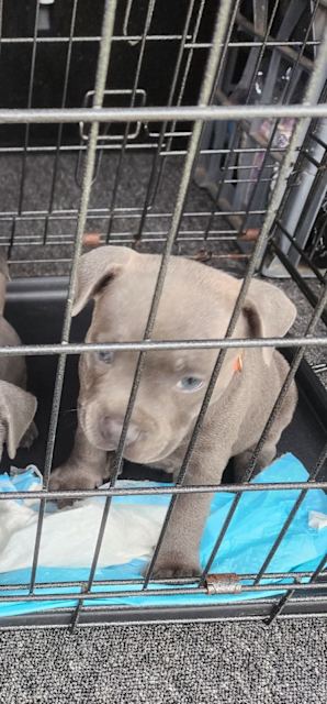 one male Blue English Staffy puppy left short and stocky | Dogs ...