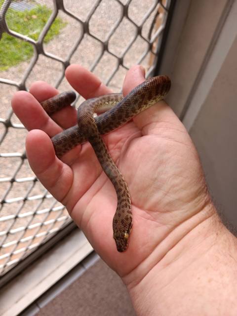 Childrens Python and Reptile One RTF-600H Glass Hinged Door enclosure ...