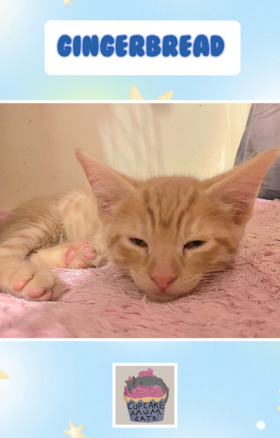 SUPER SWEET FRIENDLY GINGER MALE KITTEN FOR SALE | Cats & Kittens ...