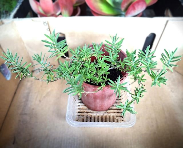 French lavender (Lavandula Dentata) plant in pot - Plants in Bull Creek ...