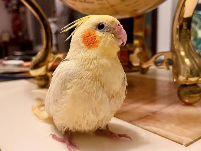 Cute Handraised Cockatiel Bubs | Birds | Gumtree Australia Brisbane ...