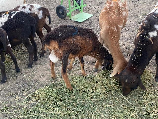 Persian Ram lambs ,ewes | Livestock | Gumtree Australia Strathbogie ...