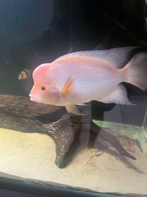 Red Devil Fish - Free | Fish | Gumtree Australia Brisbane North West ...