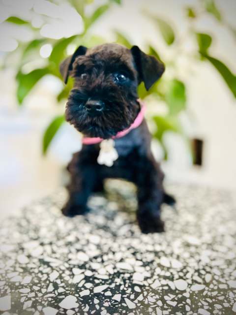 Miniature Schnauzer Quality Pure Bred Puppies | Dogs & Puppies ...