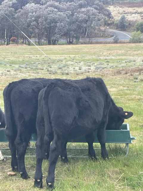 Speckle and Angus Bulls | Livestock | Gumtree Australia Cowra Area ...