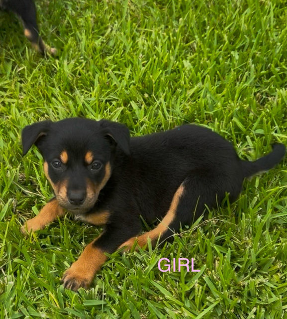 Purebred Kelpie Puppies | Dogs & Puppies | Gumtree Australia Lismore ...