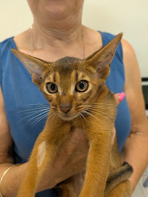Abyssinian Female | Cats & Kittens | Gumtree Australia Brisbane North ...