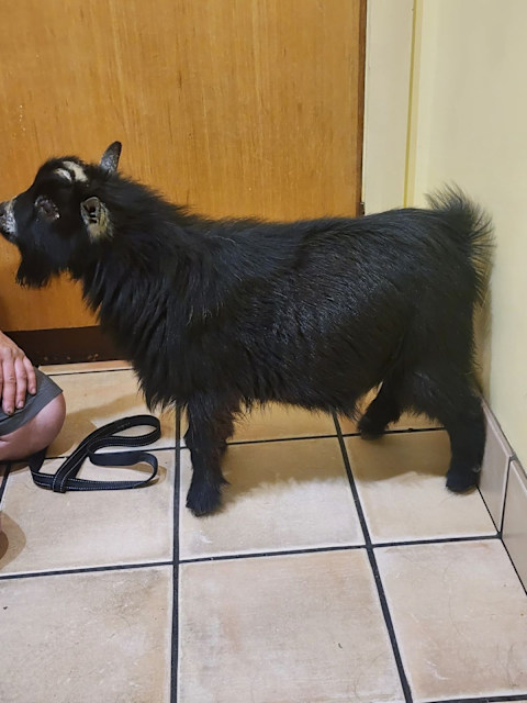 Quality Breeding Pygmy Buck, doe and wether | Livestock | Gumtree ...