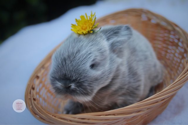 The Cutest Vaccinated Mini Lop House Bunnies | Rabbits | Gumtree ...