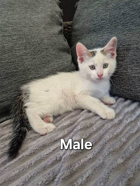 Kittens for Sale 2x Male 2x Females | Cats & Kittens | Gumtree ...