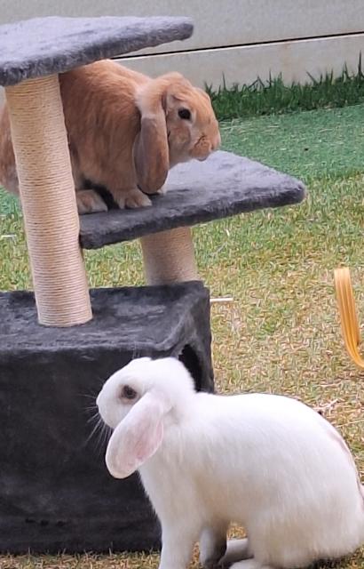 GORGEOUS DWARF LOP BUNNIES!! :) | Rabbits | Gumtree Australia Stirling ...
