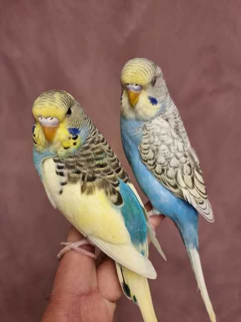 Best colourful hand tamed Baby Budgies | Birds | Gumtree Australia ...
