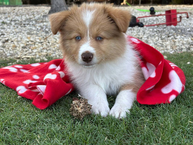 Gorgeous Buff Collie puppy. Border Collie x Rough Collie | Dogs ...