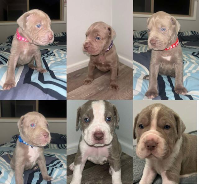 Neo mastiff x | Dogs & Puppies | Gumtree Australia Toowoomba City ...