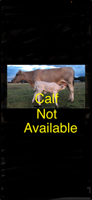 Beef Cow, possible foster cow!! | Livestock | Gumtree Australia Benalla ...