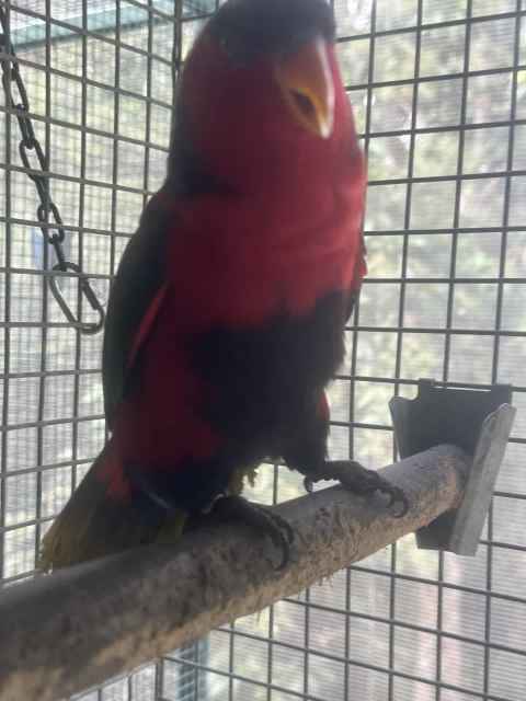 Breeding pair Blue Breasted Black Cap Lorries | Birds | Gumtree ...