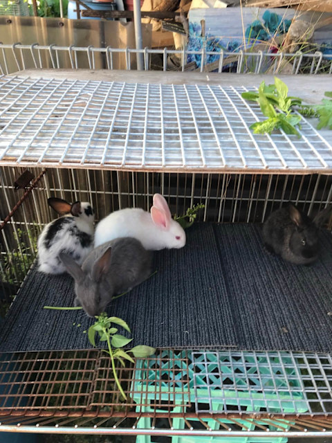 New Zealand x Flemish giant | Rabbits | Gumtree Australia Brimbank Area ...