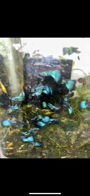 Green Moscow guppies | Fish | Gumtree Australia Gosnells Area ...
