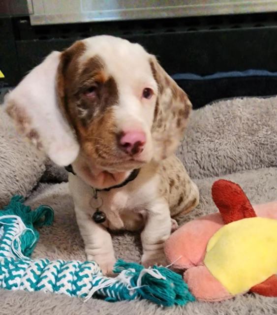 LUCKY LAST Male - True Miniature Dachshund or Dashie Puppies | Dogs ...