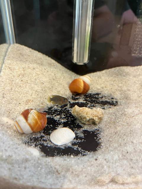Breeding Pair of Shell Dwelling Cichlids & two babies (Multi’s) | Fish ...