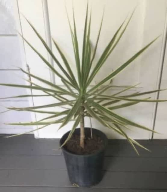 Madagascar dragon tree | Plants | Gumtree Australia Brisbane South West ...