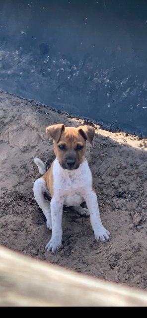 Jack Russell Pups | Dogs & Puppies | Gumtree Australia Wattle Range ...