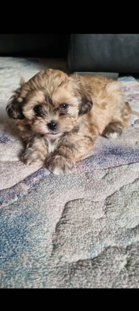 Shmoodle puppies | Dogs & Puppies | Gumtree Australia Whittlesea Area ...