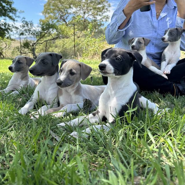 Purebred Whippet Puppies Looking for Loving Homes | Dogs & Puppies ...